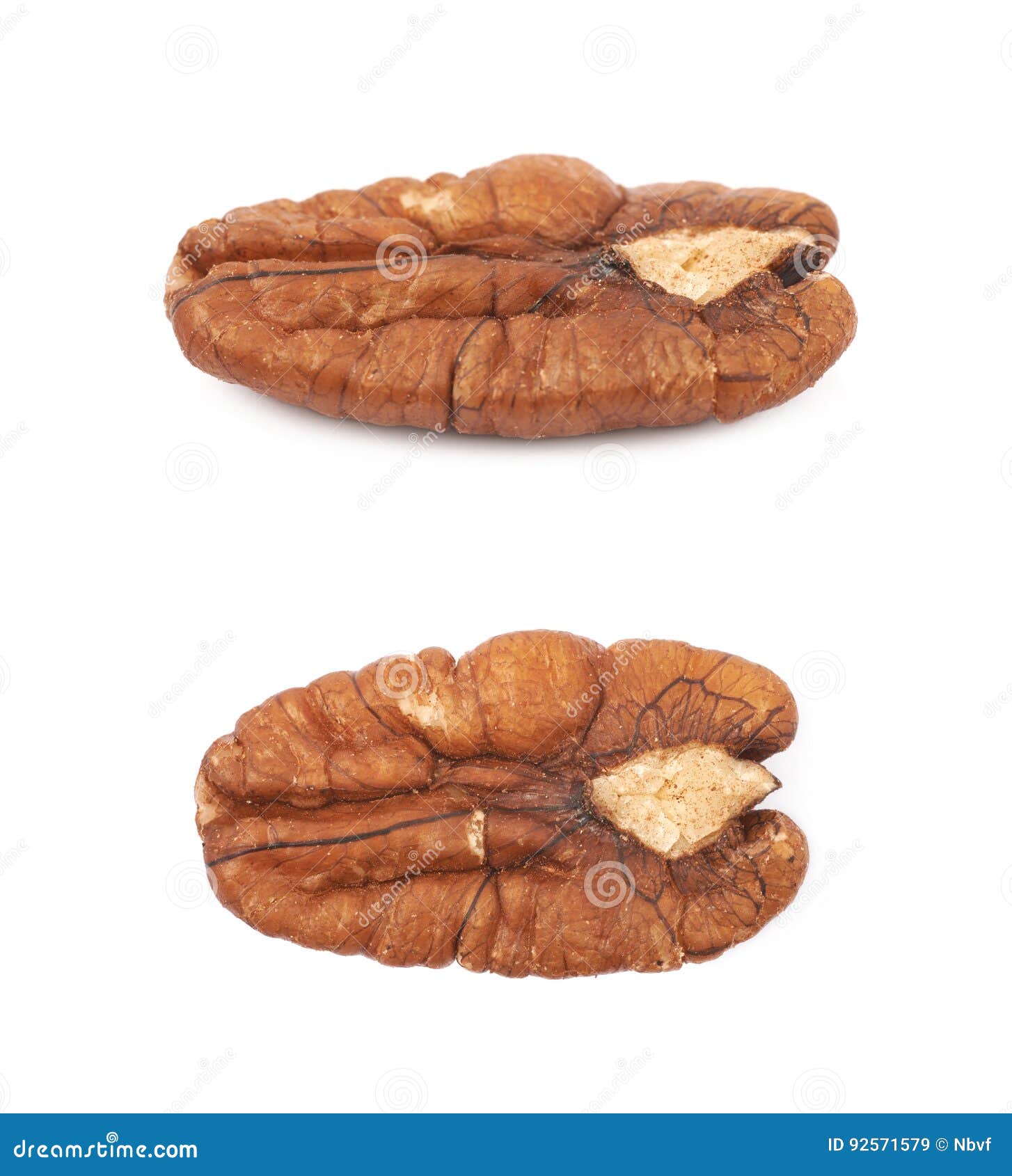 Single pecan nut isolated stock image. Image of pecannut - 92571579