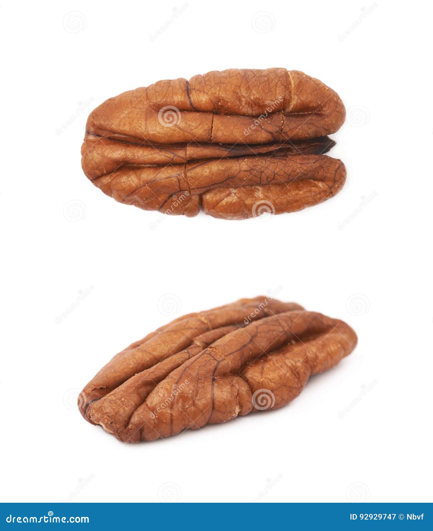 Single pecan nut isolated stock image. Image of object - 92929747
