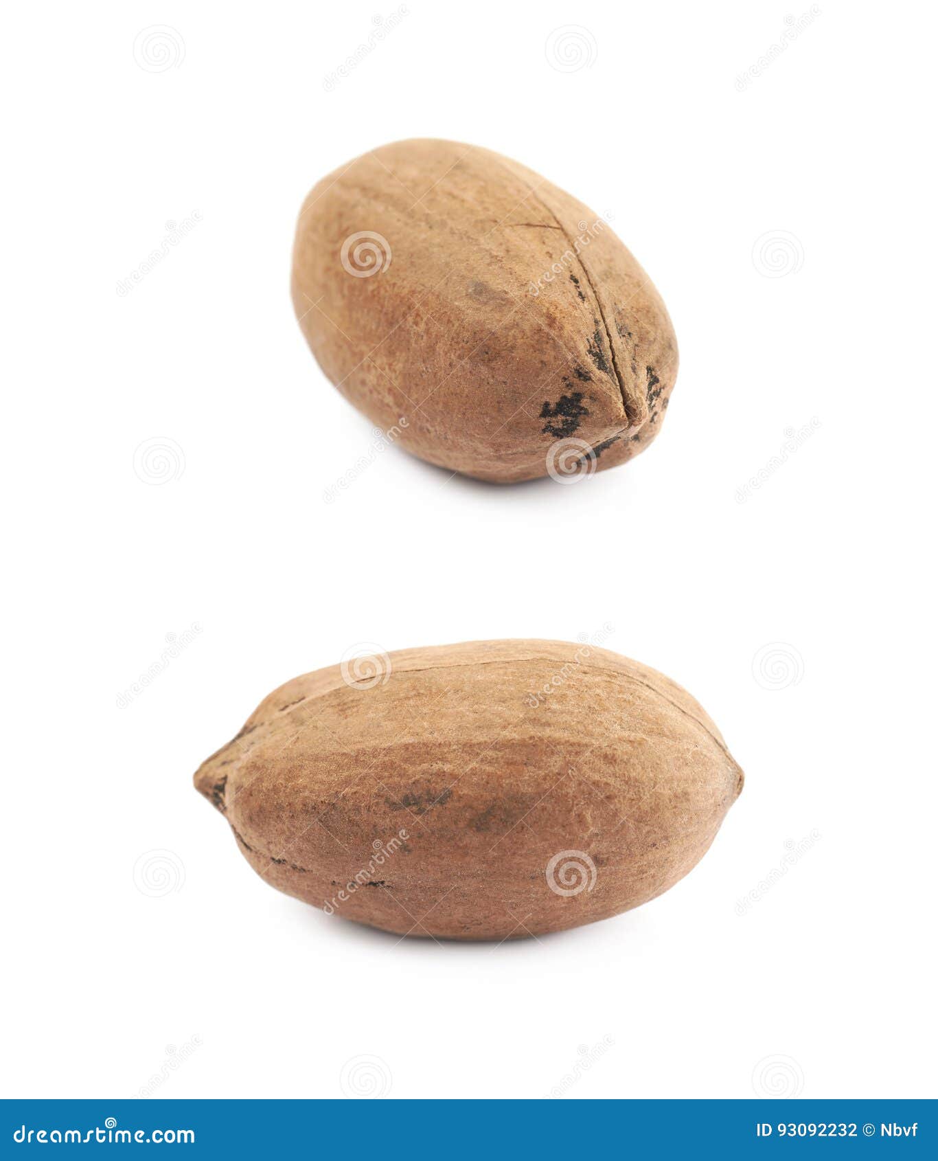 Single pecan nut isolated stock photo. Image of fruit - 93092232