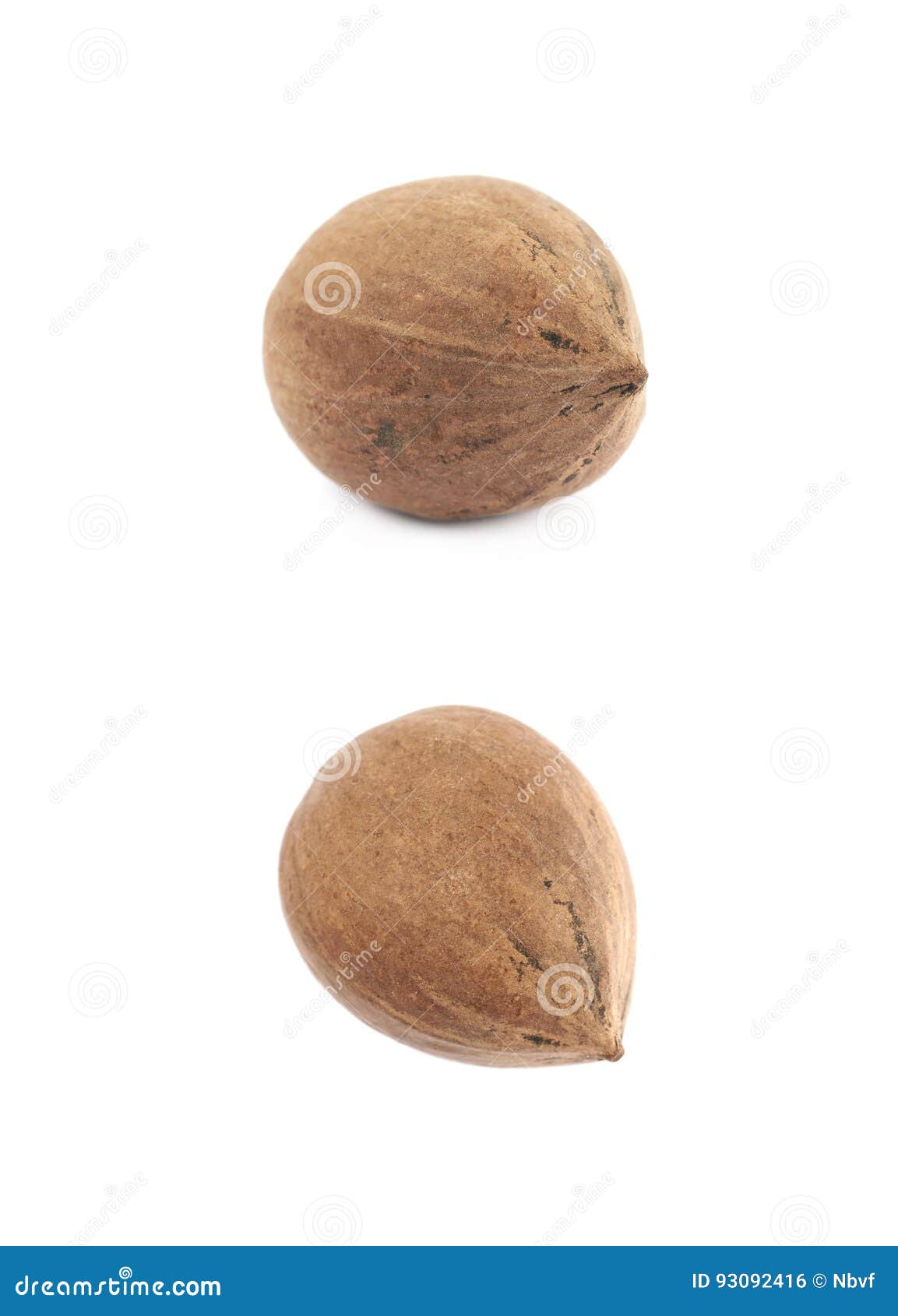 Single pecan nut isolated stock photo. Image of isolated - 93092416