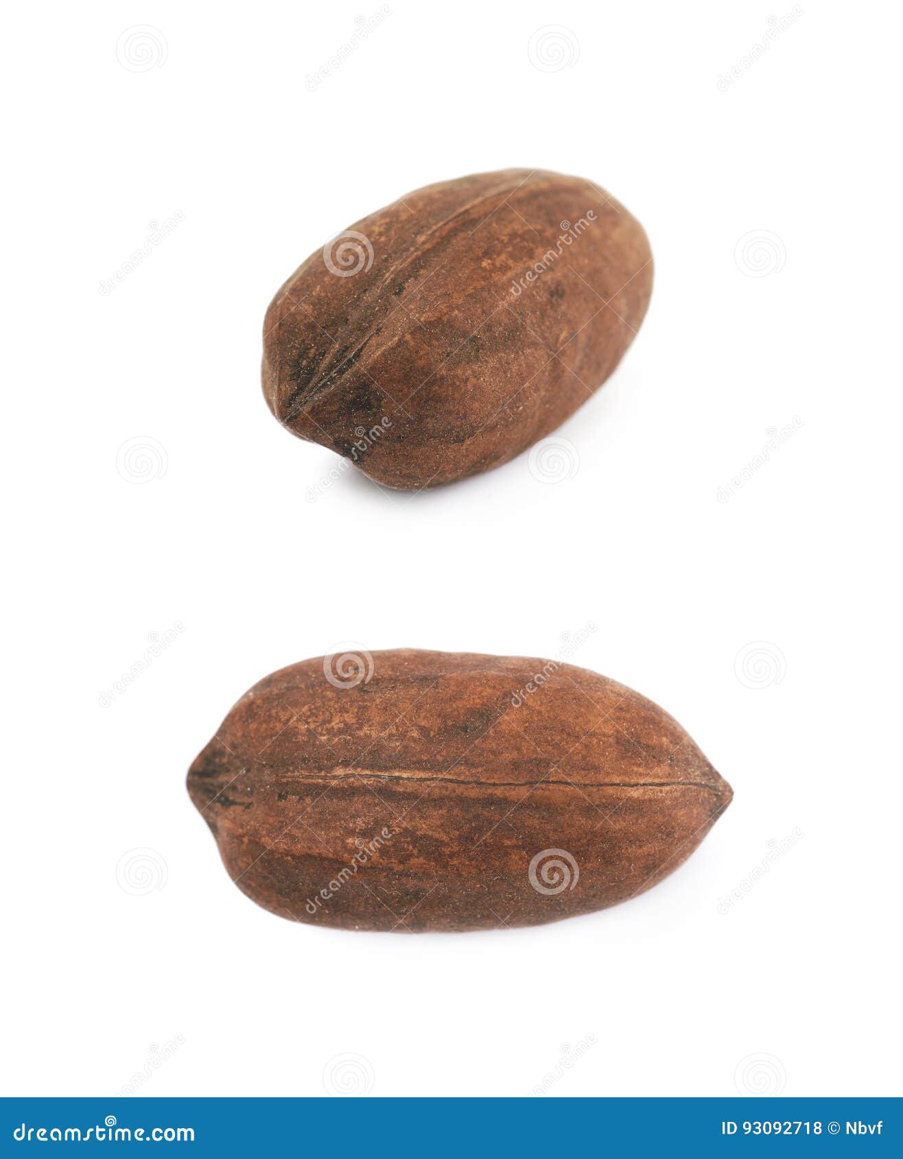 Single pecan nut isolated stock photo. Image of shell - 93092718