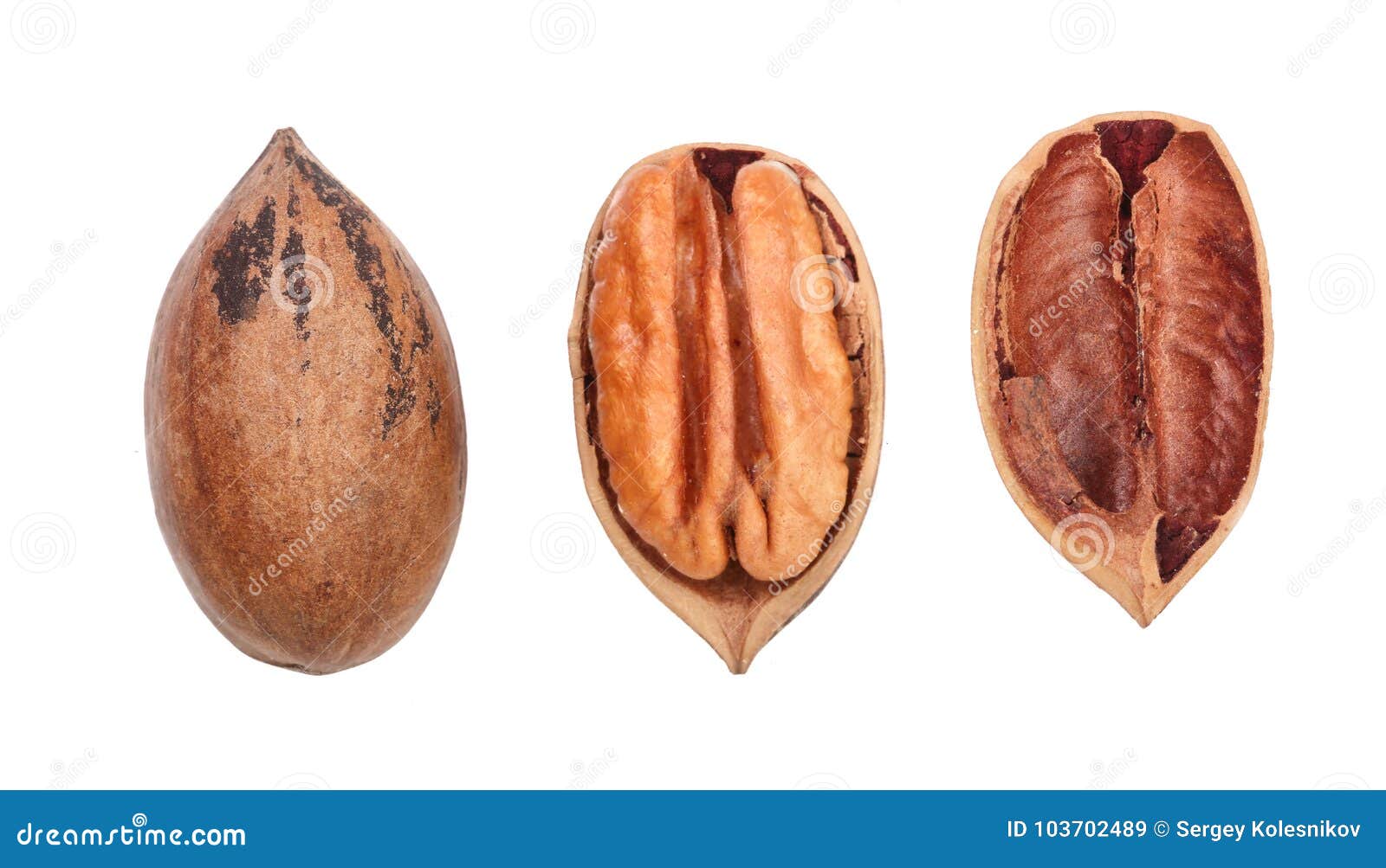 Single Pecan Nut Isolated on White Background, Set of Three Different ...