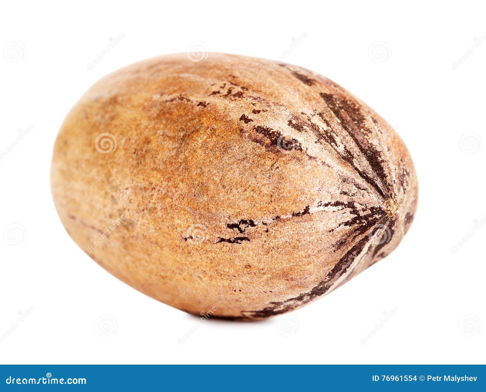 Single Pecan Nut in a Shell Stock Photo - Image of nutshell, organic ...