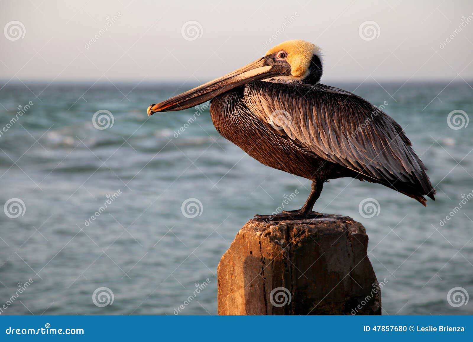 Single Of Pelican Catch Fish From Lake River. Pelican Bird Wallpaper ...