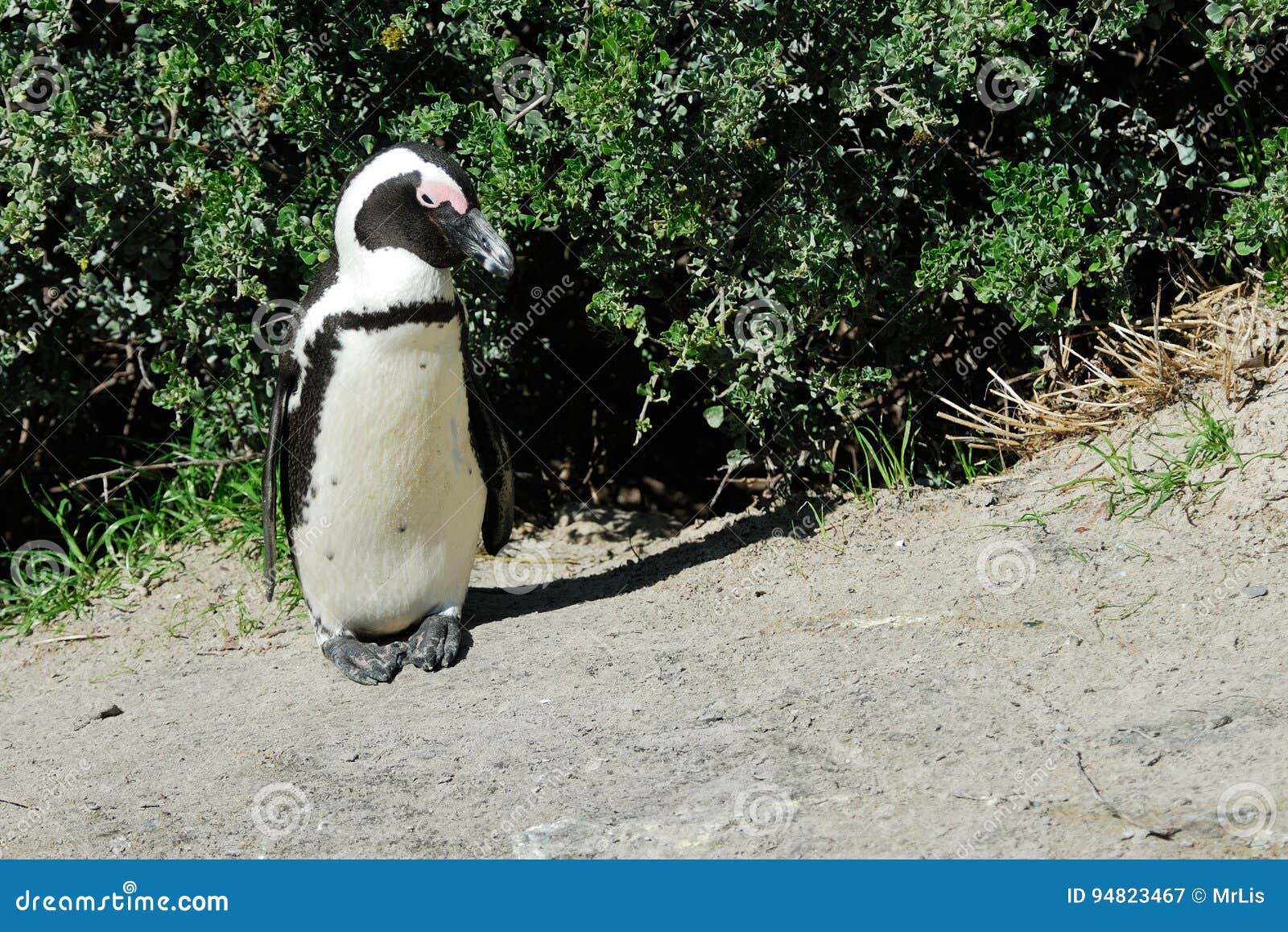 Single Penguin at Cape Peninsula Stock Image - Image of pole, mammal ...