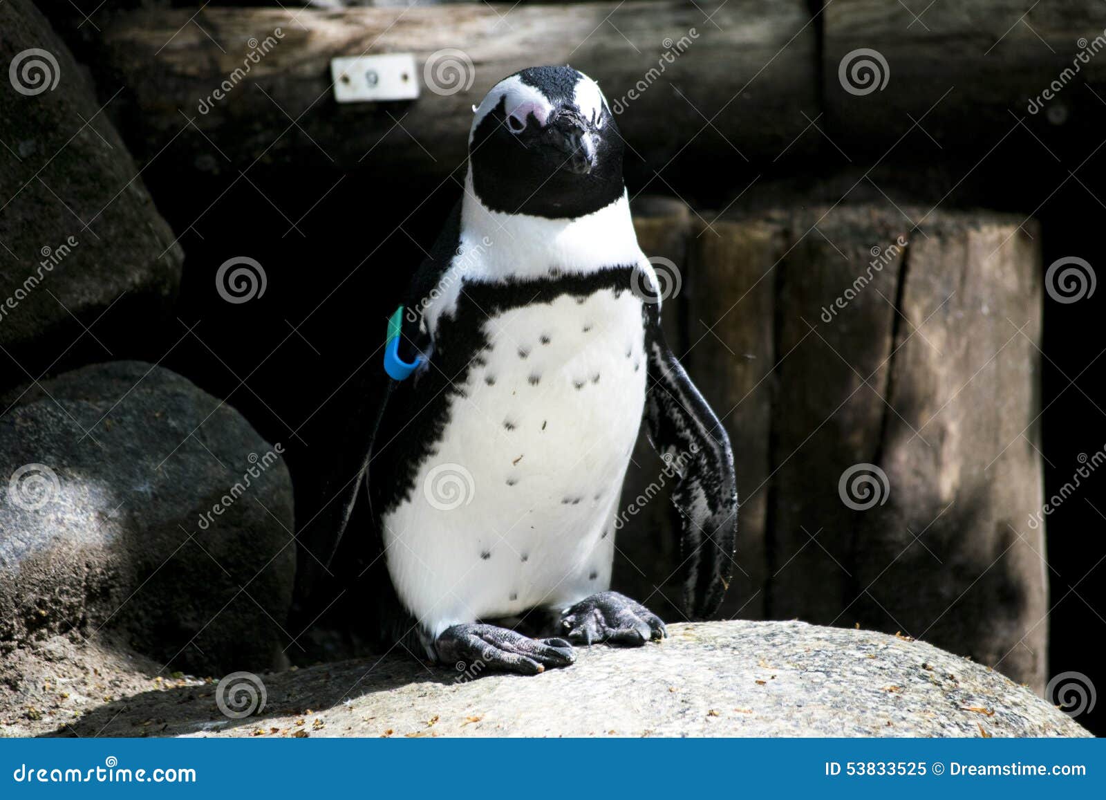 Single penguin in zoo stock image. Image of wildlife - 53833525