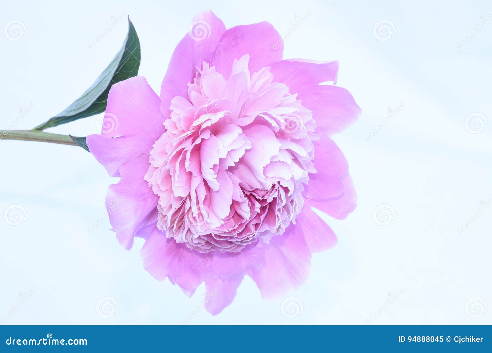 Single Peony Bloom with White Background Paeonia Stock Image - Image of ...