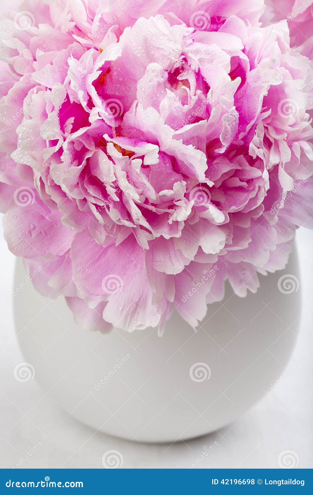 Single Peony Flower in White Vase Stock Photo - Image of pretty, beauty ...