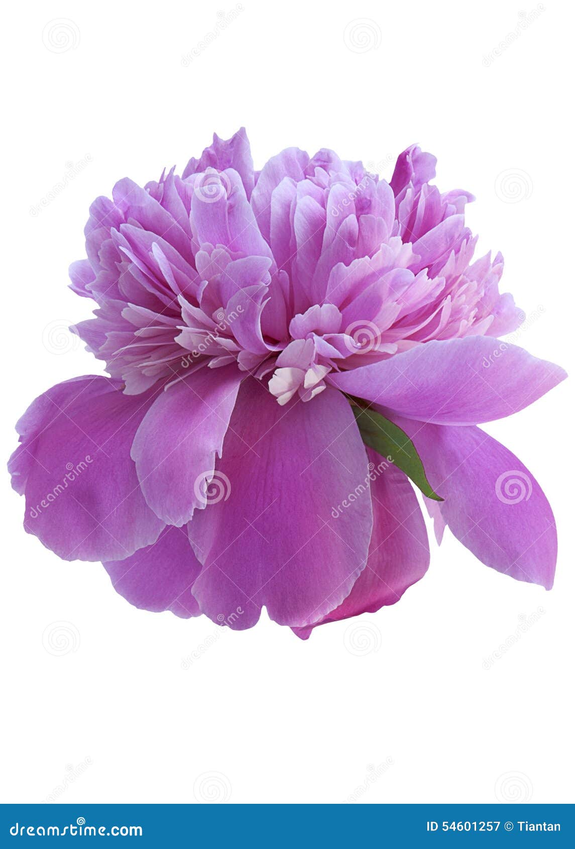 Single peony stock image. Image of blossom, bloom, grow - 54601257