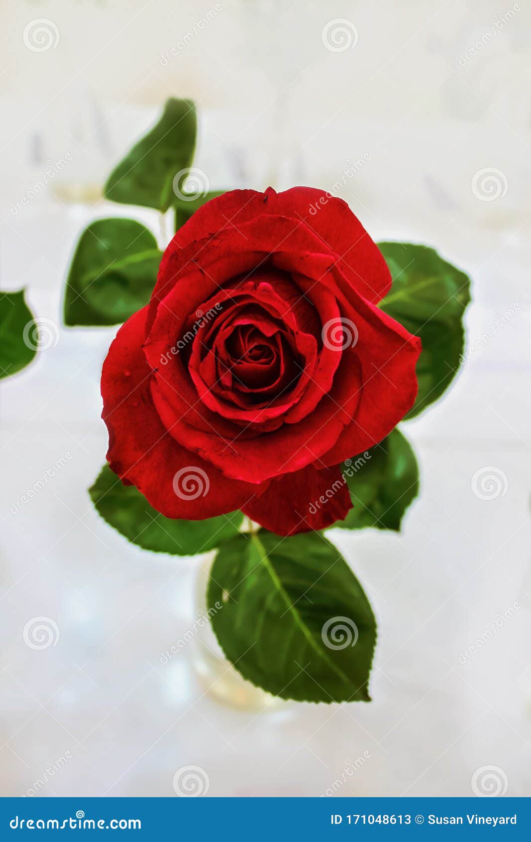 Single Perfect Red Rose Viewed from Top with Blurred Leaves Against ...