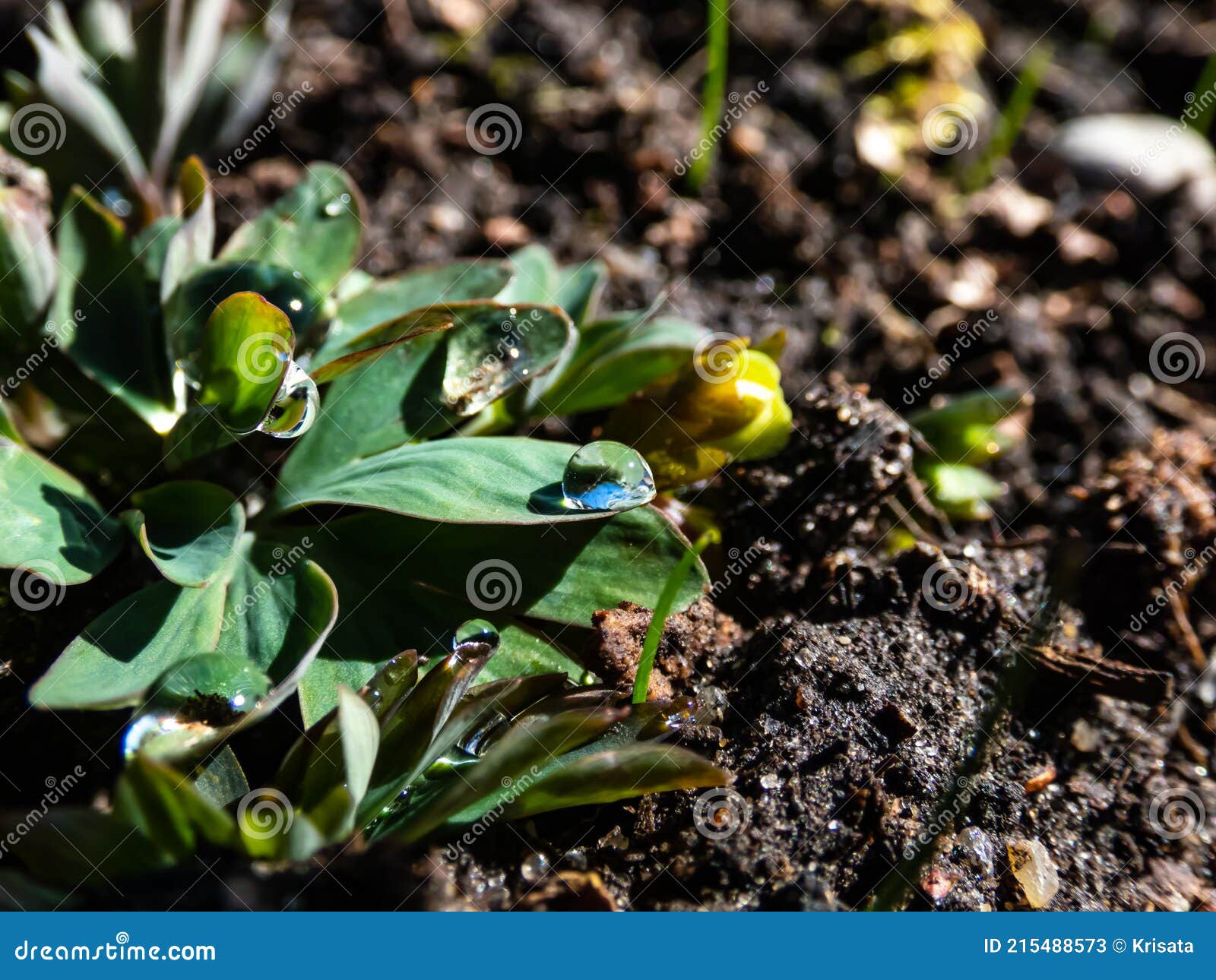 Single Perfect Round Water Drop Dew-drop on Green Leaf with Bright ...