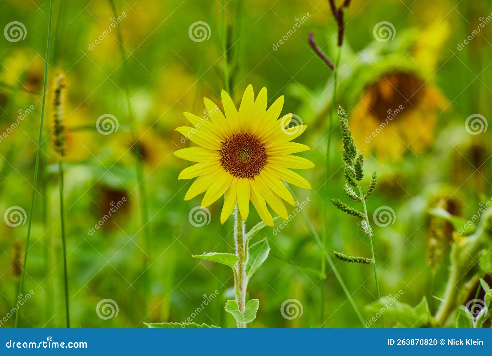 Single Perfect Sunflower Young in Center of Frame with Sunflowers ...