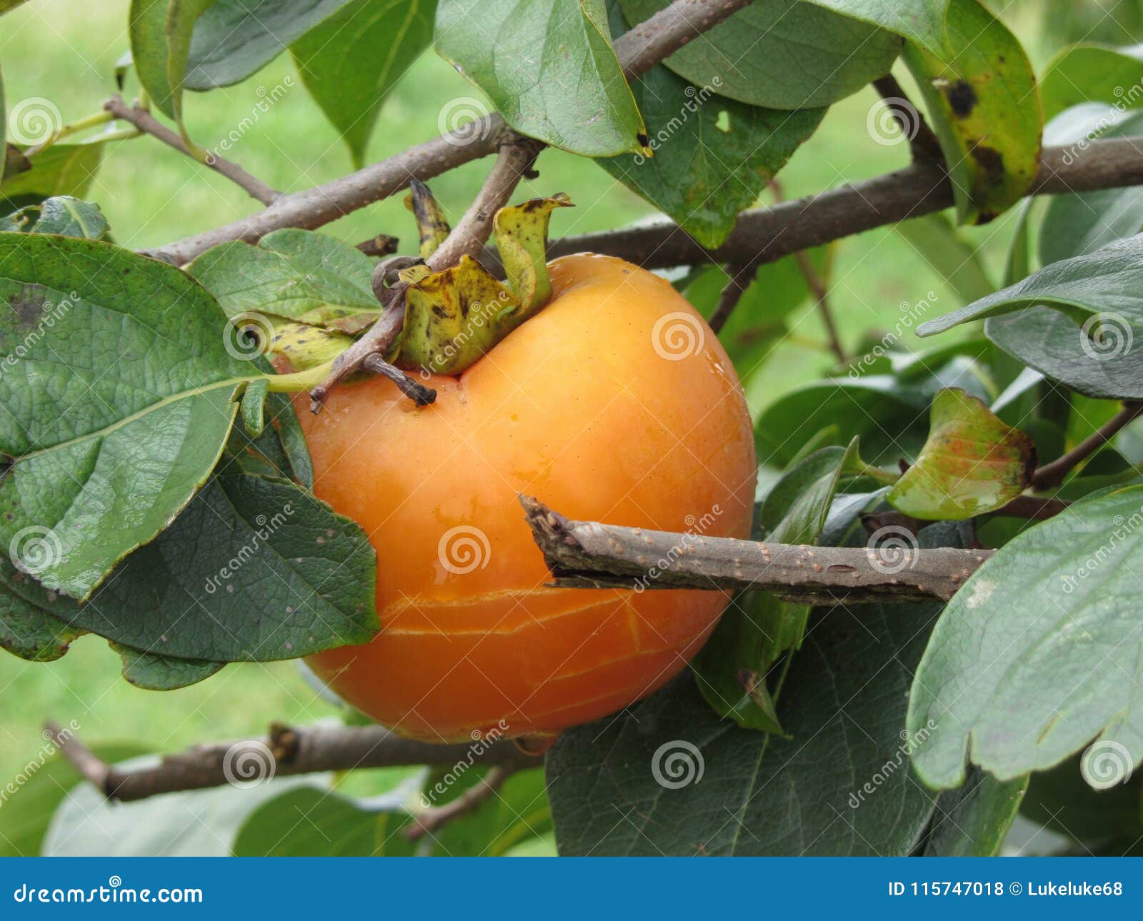 Single Persimmon Fruit on the Tree in Leaves Stock Photo - Image of ...