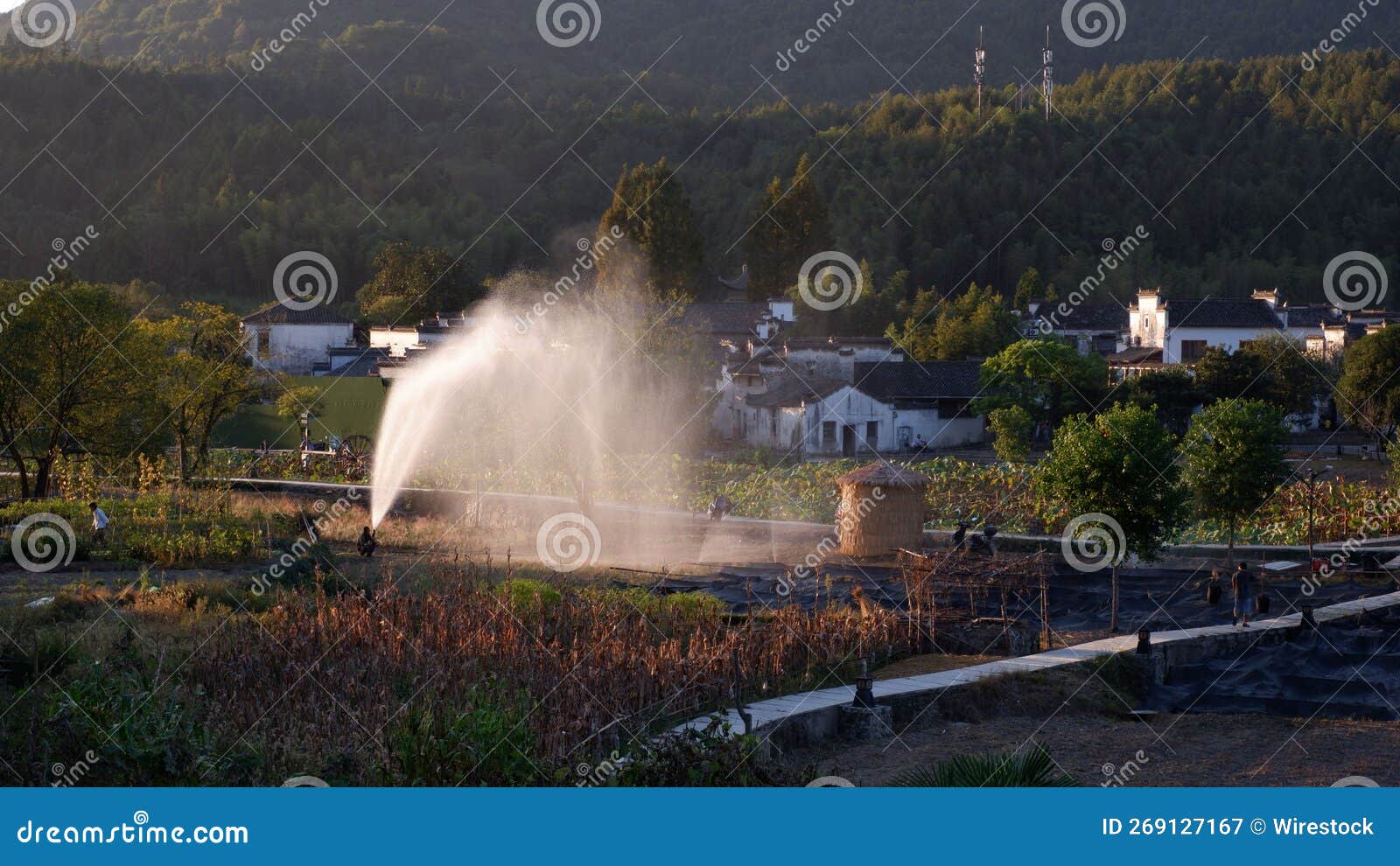 Single Person Holding a Streaming Hose on a Farm with a Background of a ...