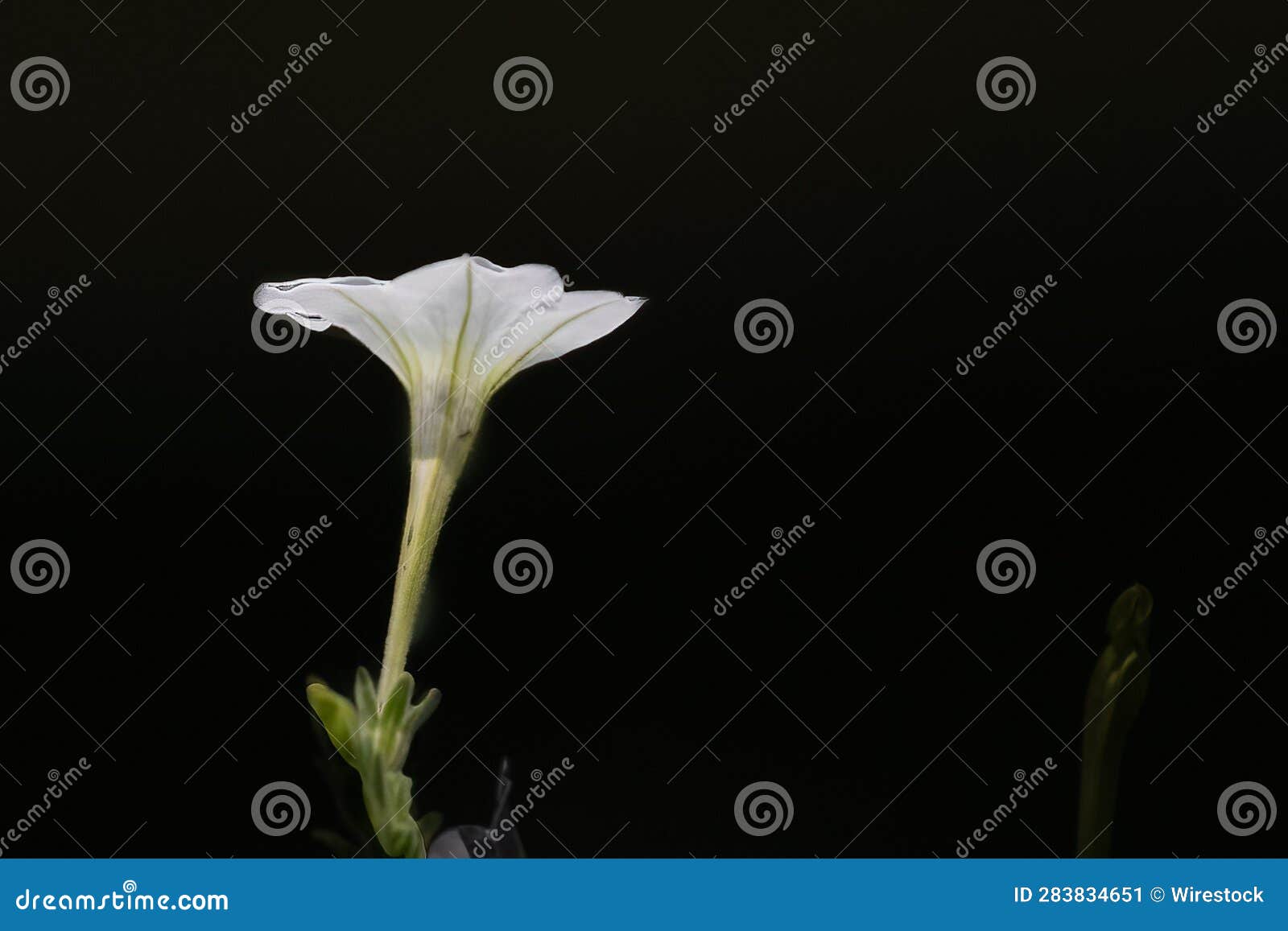 Single Petunia Axillaris Flower Against Black Background Stock Image ...
