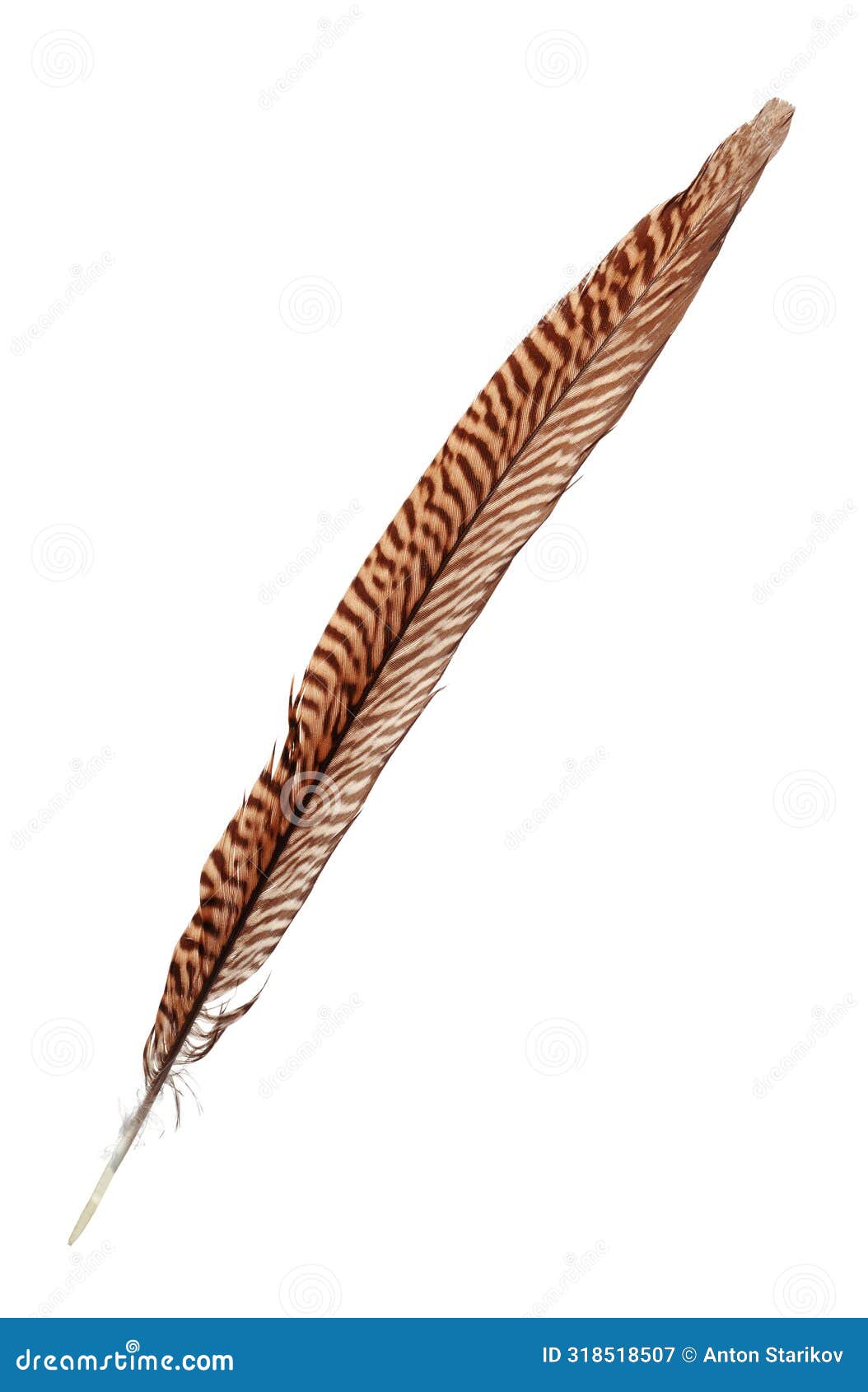 Single pheasant feather stock image. Image of wild, elegance - 318518507