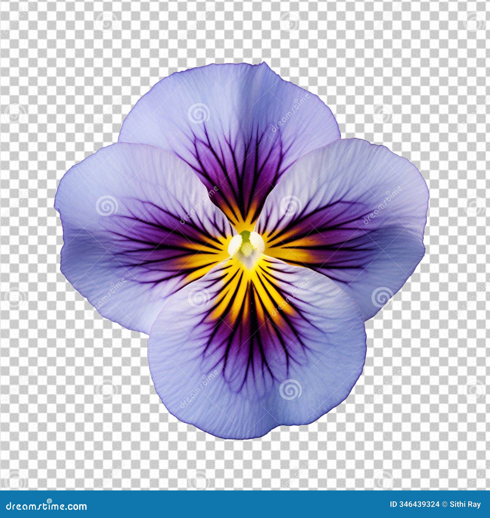 A Single Piece of Pansy Top View Isolated on Transparent Background ...