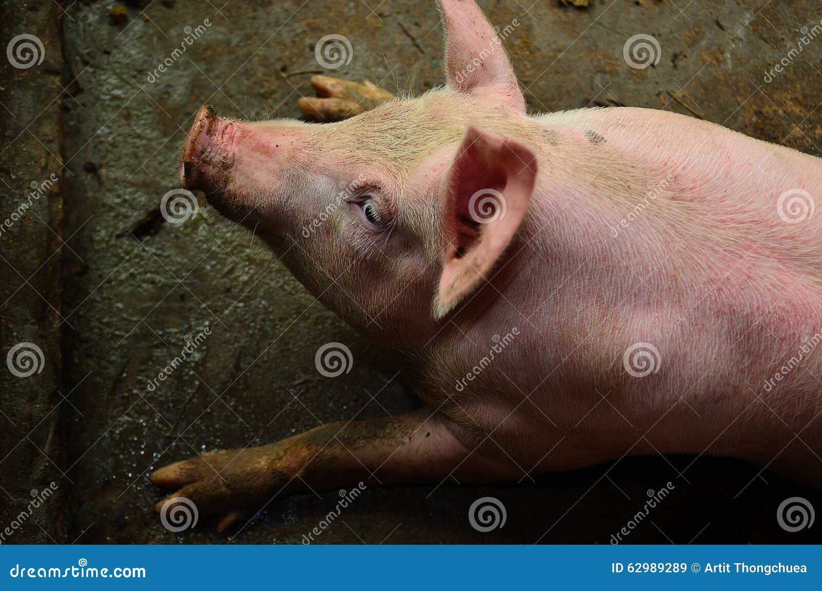 Single pig at an farm stock image. Image of agriculture - 62989289