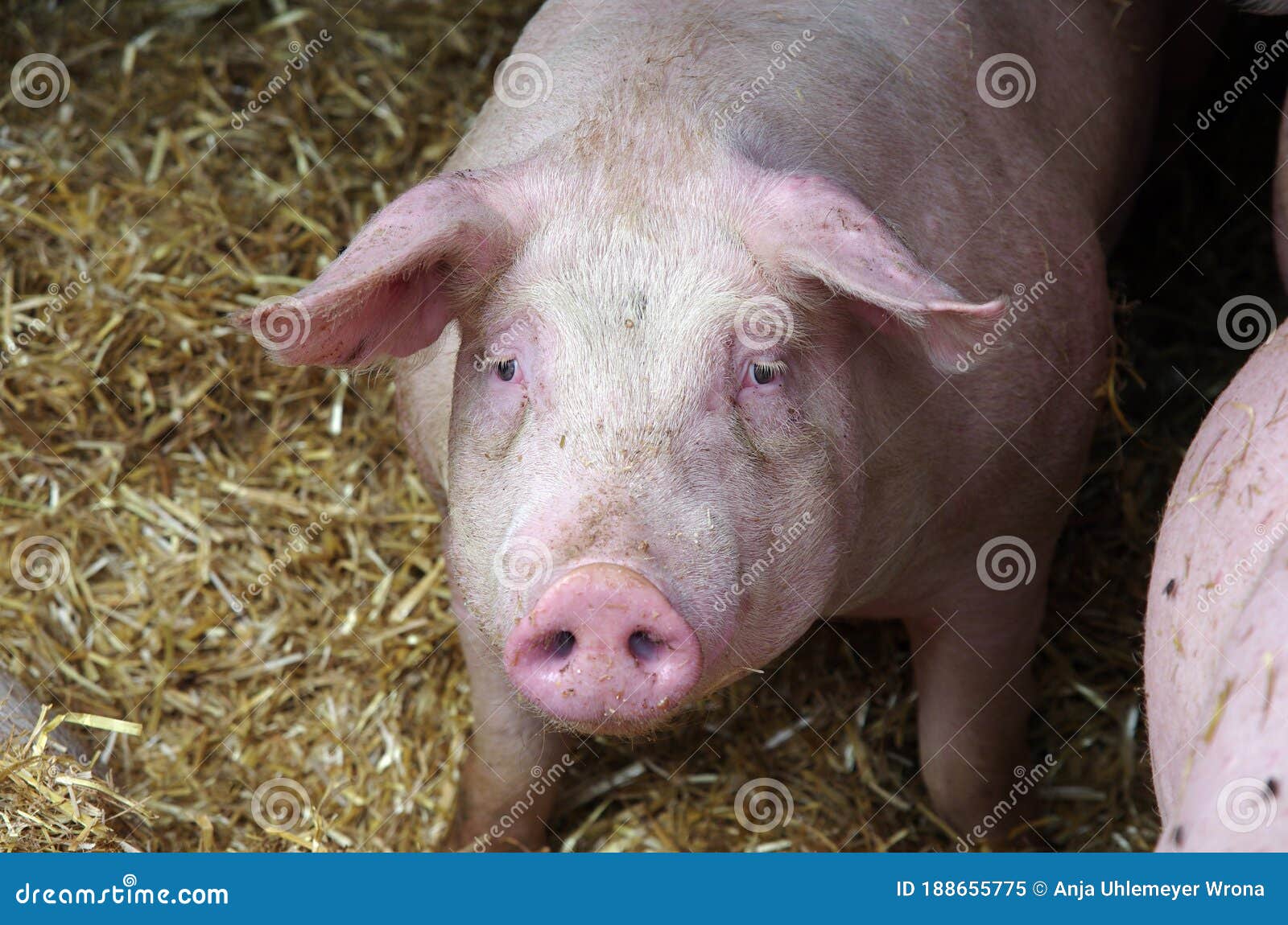 A single pig in the straw stock image. Image of pigsty - 188655775