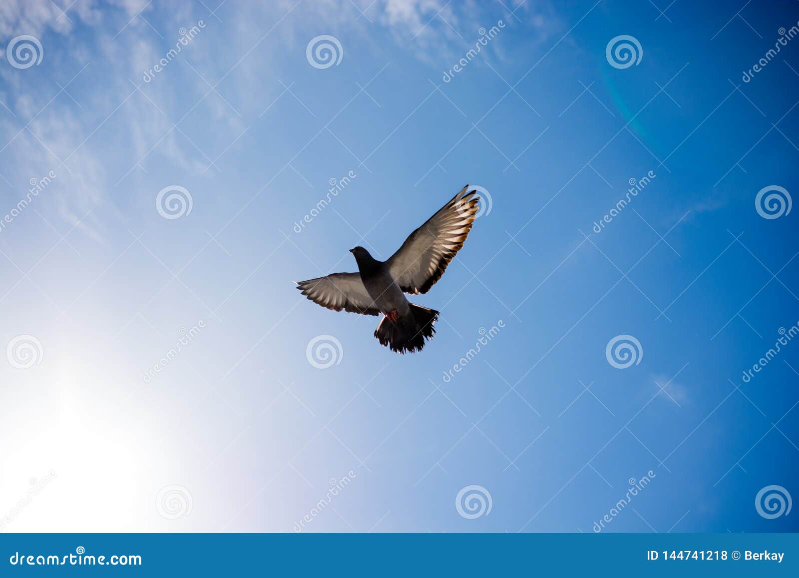 Single Pigeon Flying in Air Stock Photo - Image of rock, close: 144741218