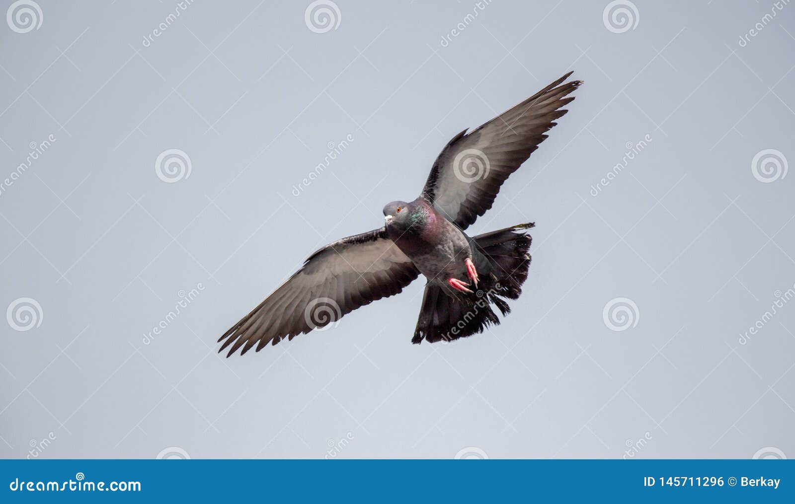 Single Pigeon Flying in Air Stock Photo - Image of flying, birds: 145711296