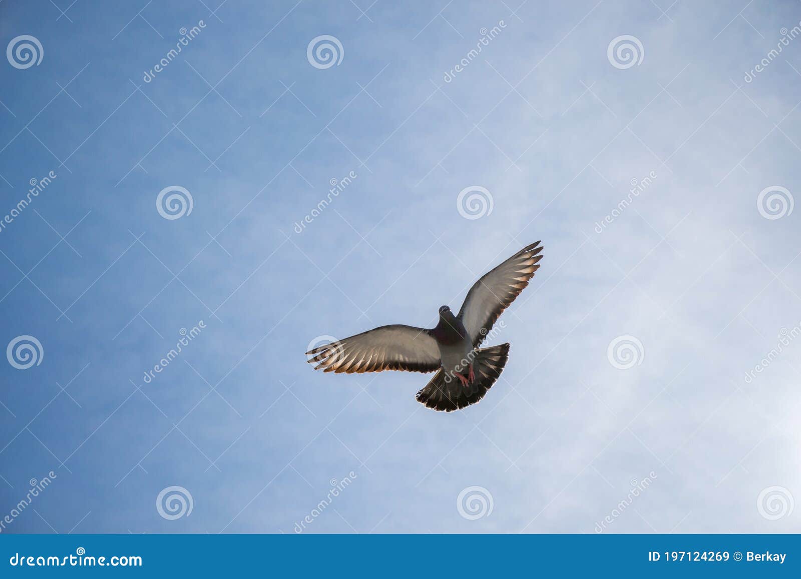 Single Pigeon Flying in Air Stock Image - Image of nature, pigeonanimal ...