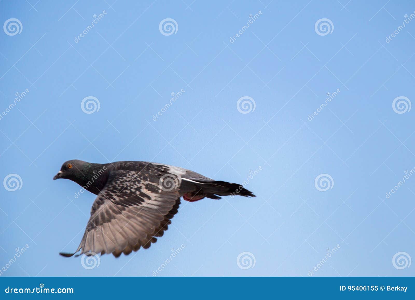 Single Pigeon Flying in Air Stock Image - Image of freedom, peace: 95406155
