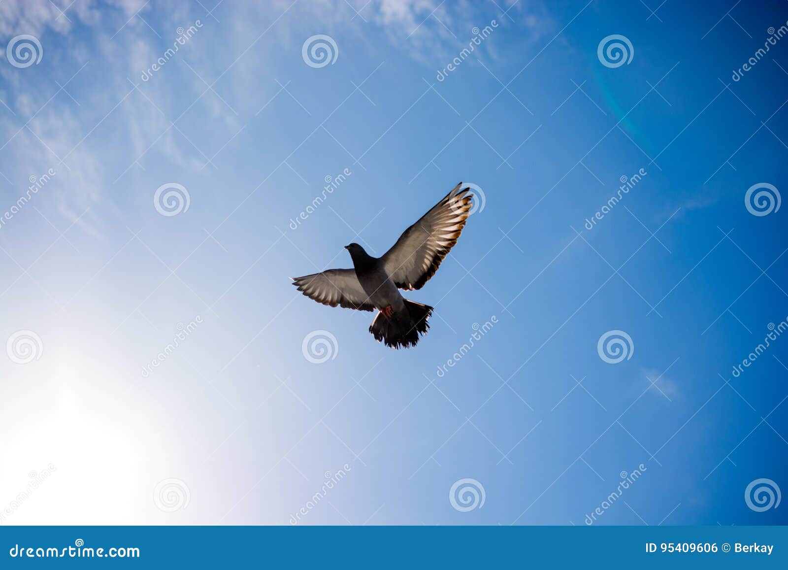 Single Pigeon Flying in Air Stock Photo - Image of pigeon, birds: 95409606