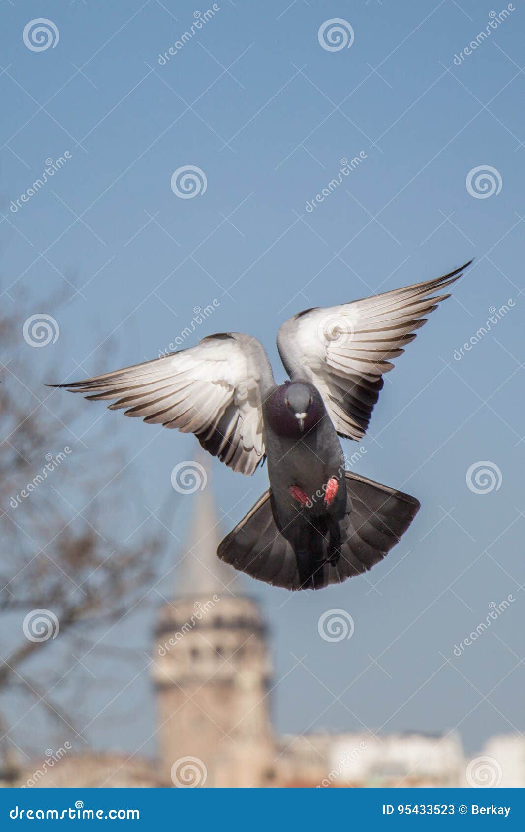 Single Pigeon Flying in Air Stock Image - Image of birds, pigeonanimal ...