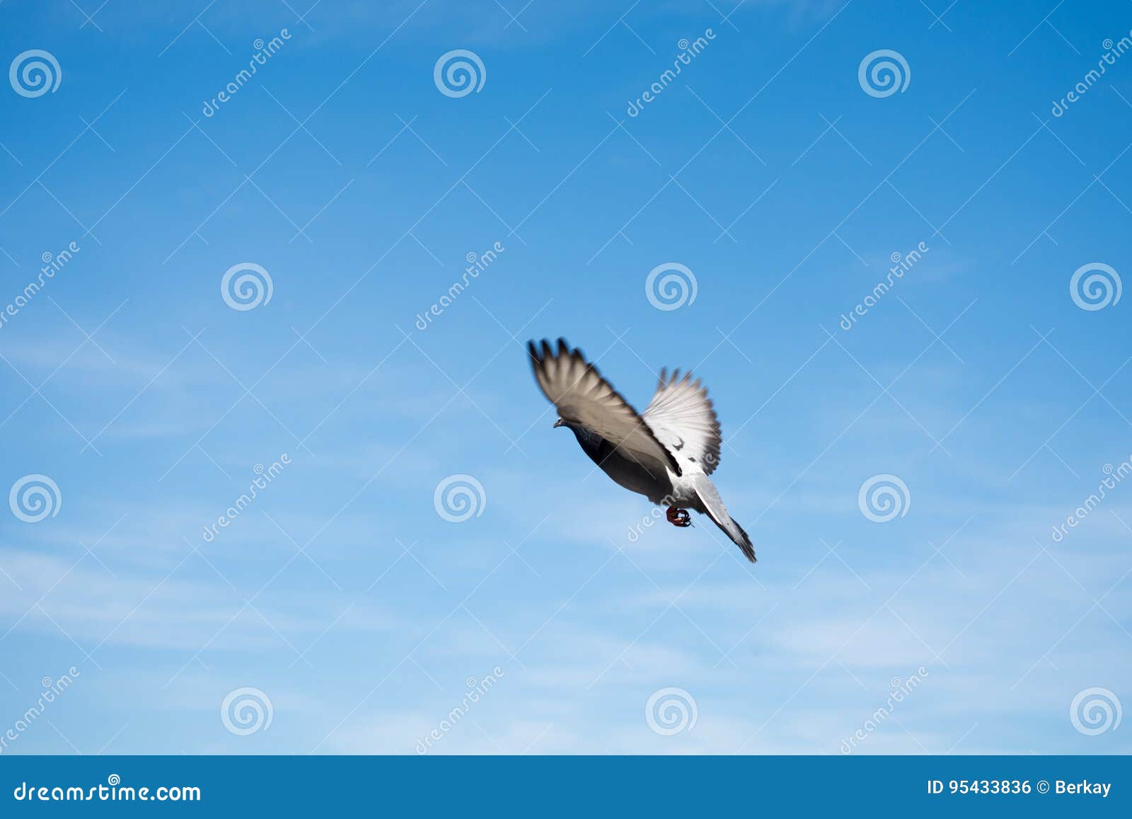 Single Pigeon Flying in Air Stock Photo - Image of animal, beautiful ...