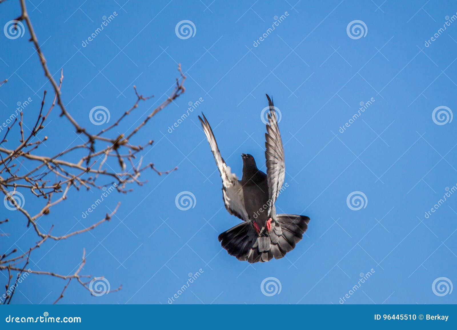 Single Pigeon Flying in Air Stock Photo - Image of rock, close: 96445510