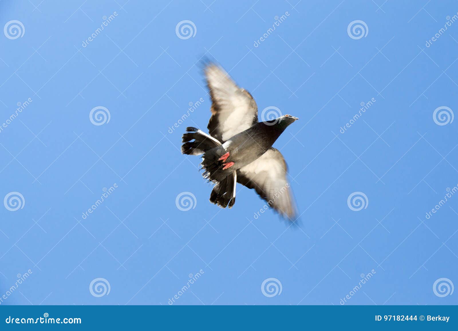Single Pigeon Flying in Air Stock Photo - Image of freedom, city: 97182444