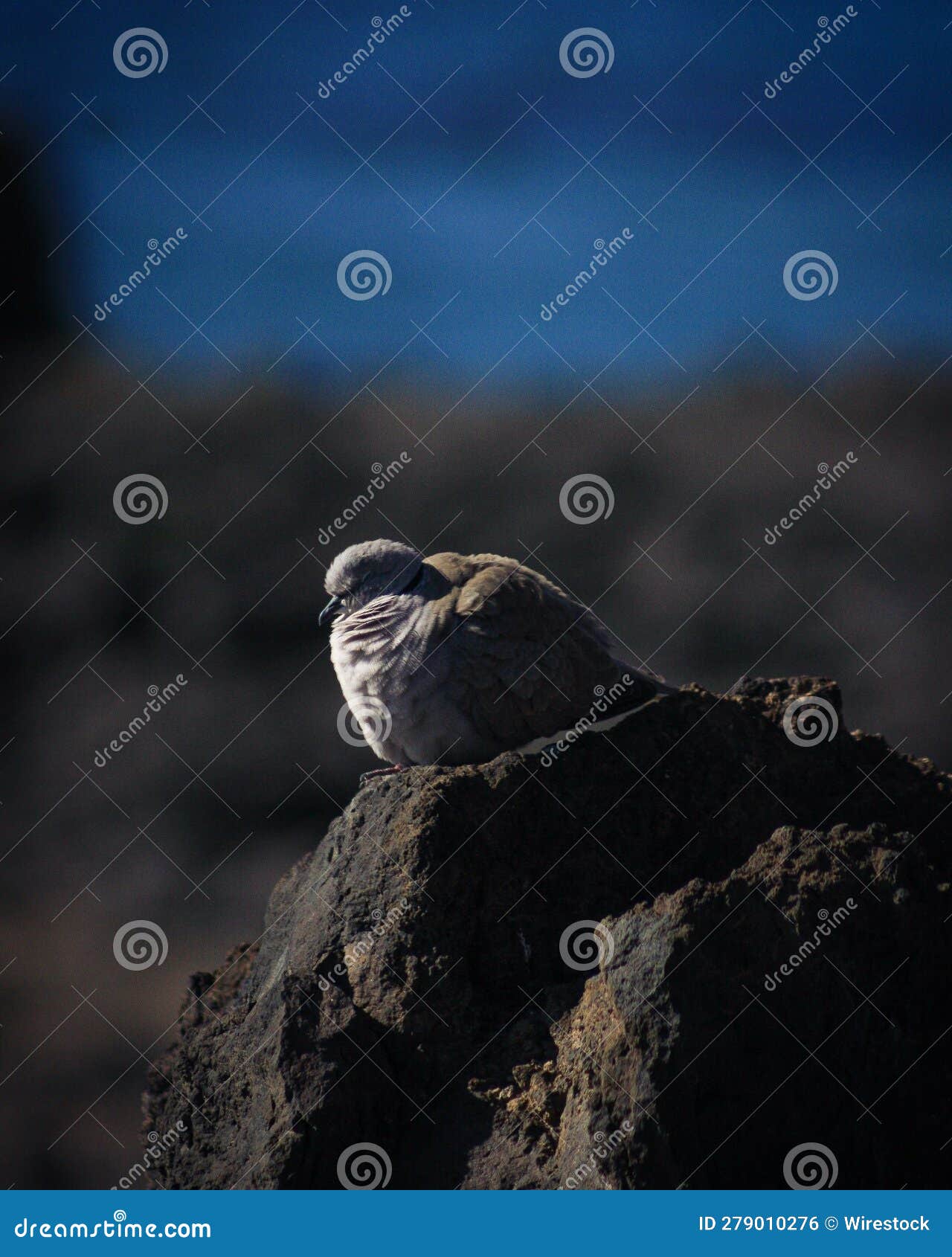 Single Pigeon Perched on a Grey Rock in a Peaceful, Relaxed Pose with ...