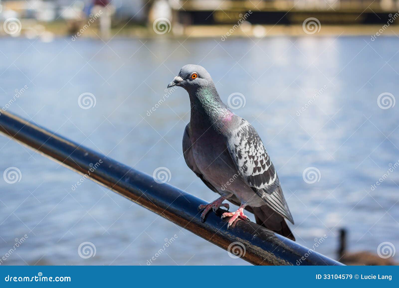 Single Pigeon Sitting on a Bar Stock Image - Image of green, blue: 33104579