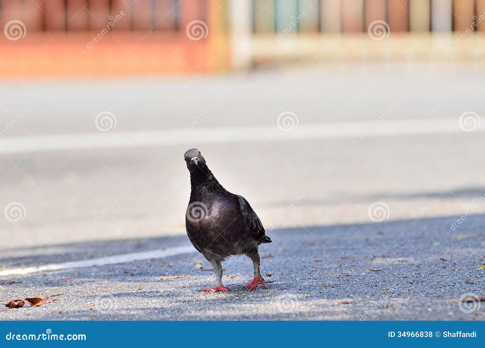 Single pigeon walking stock photo. Image of nature, city - 34966838