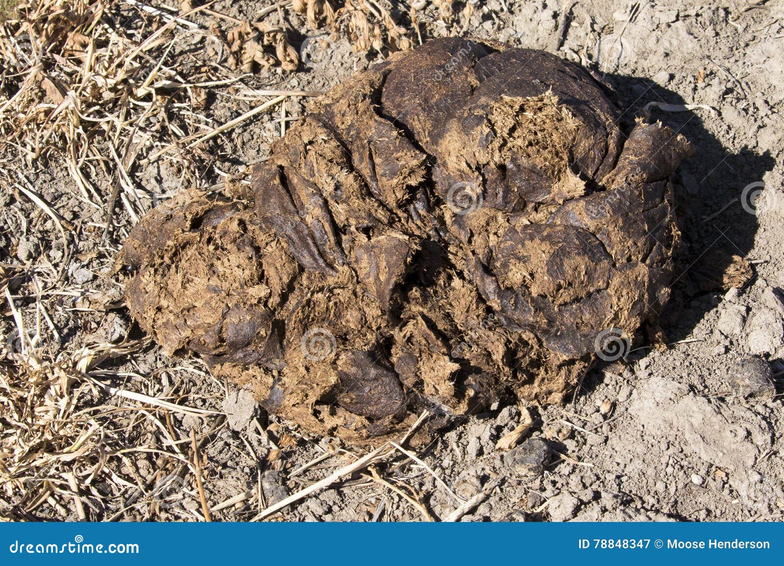 Single pile of bison scat stock image. Image of valley - 78848347