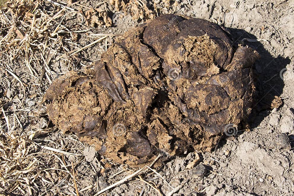 Single pile of bison scat stock image. Image of valley - 78848347
