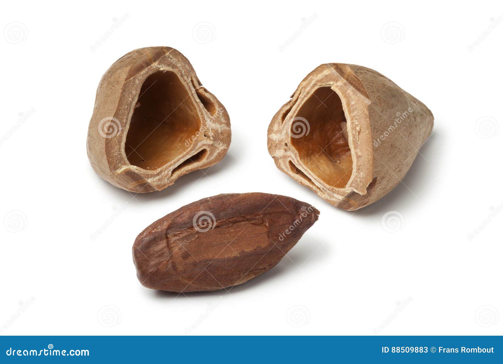 Single pili nut and shell stock image. Image of background - 88509883