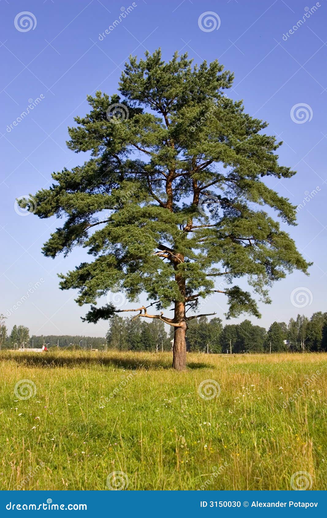 Single pine stock photo. Image of field, bright, springs - 3150030