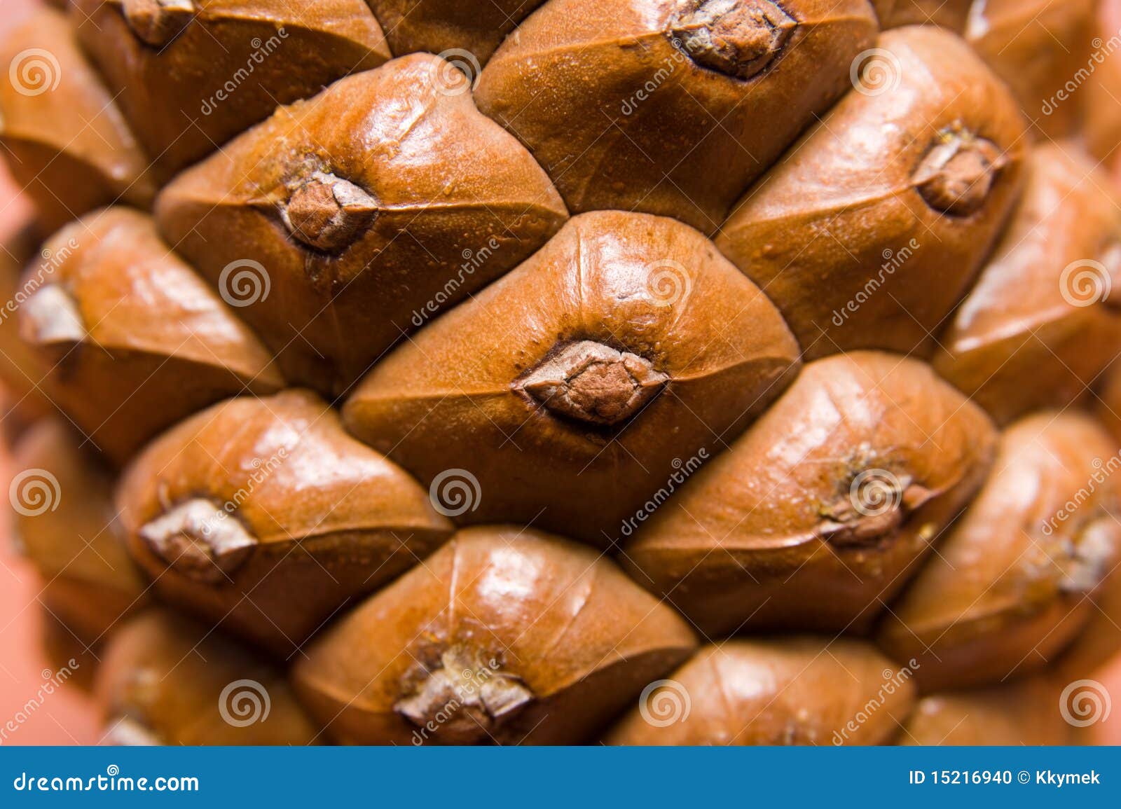 Single pine cone stock photo. Image of decoration, decorate - 15216940