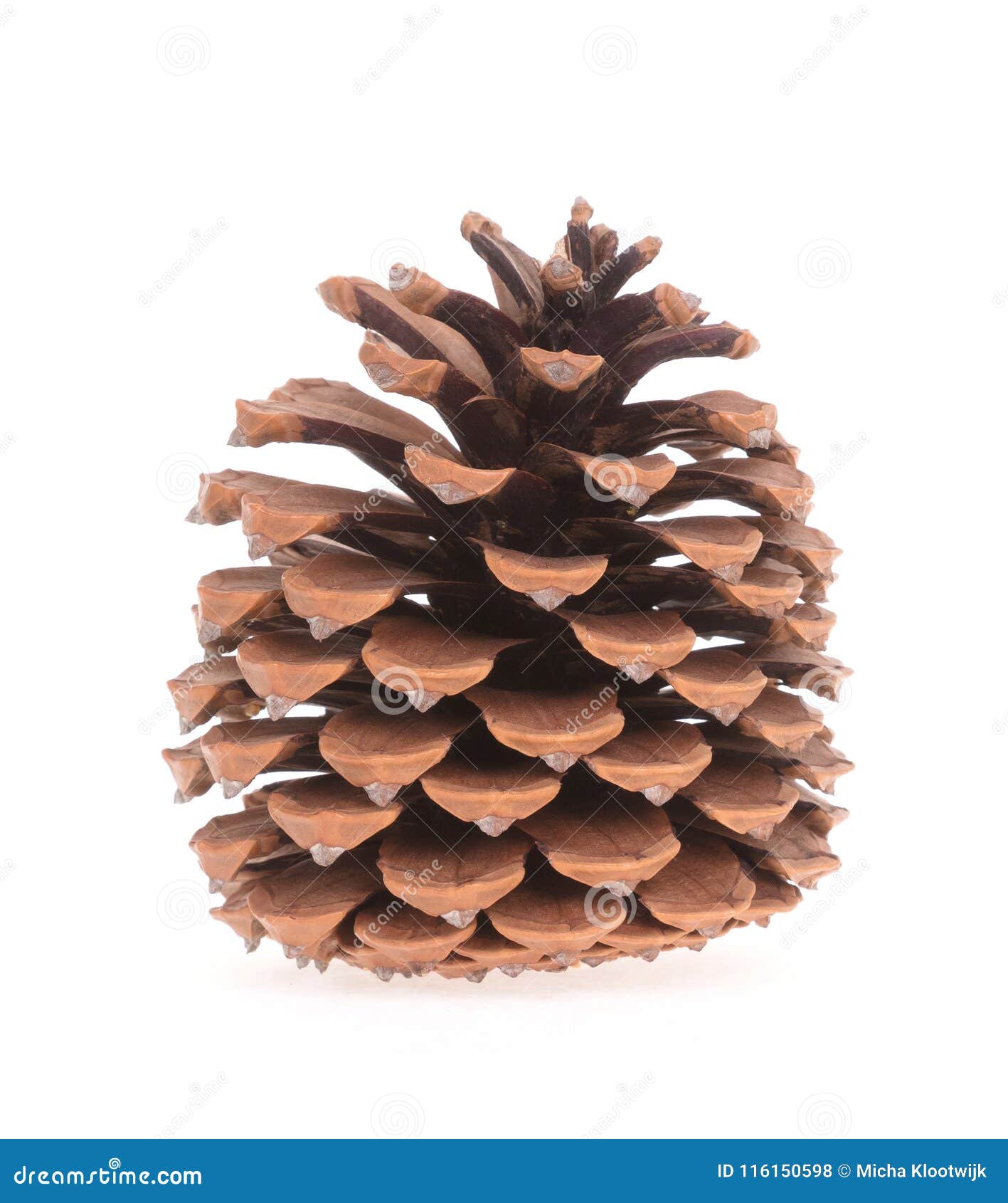 Single pine cone isolated stock photo. Image of evergreen - 116150598