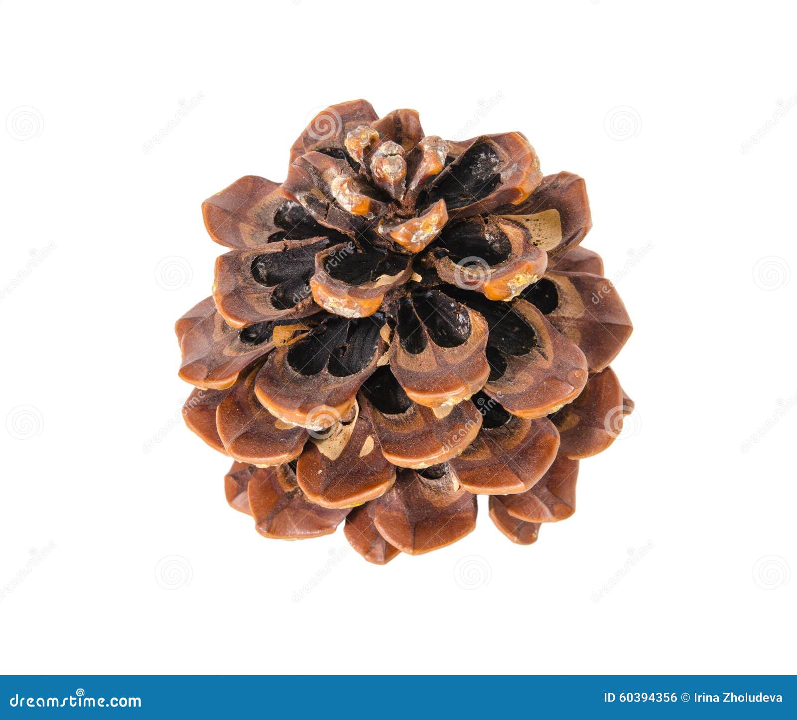 Single pine cone, isolated stock photo. Image of native - 60394356