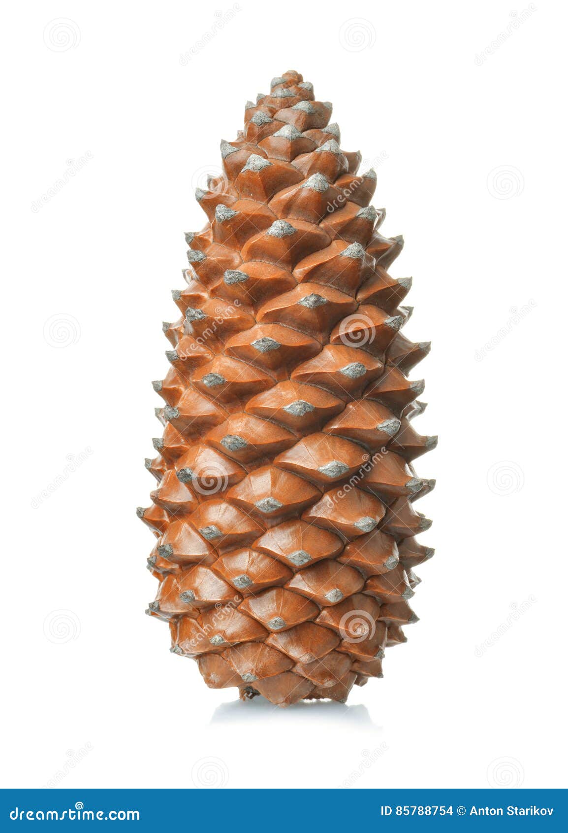 Single pine cone stock photo. Image of isolated, season - 85788754