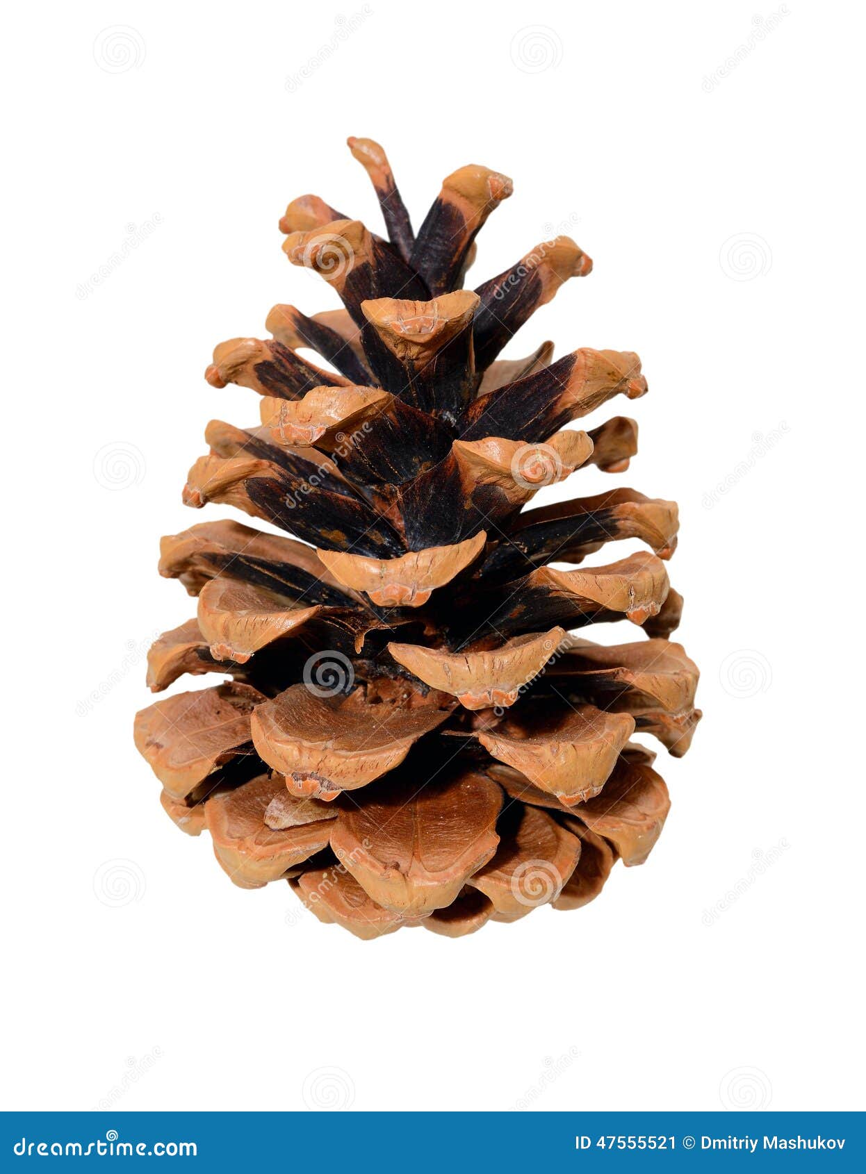 Single pine cone stock image. Image of nature, cone, object - 47555521