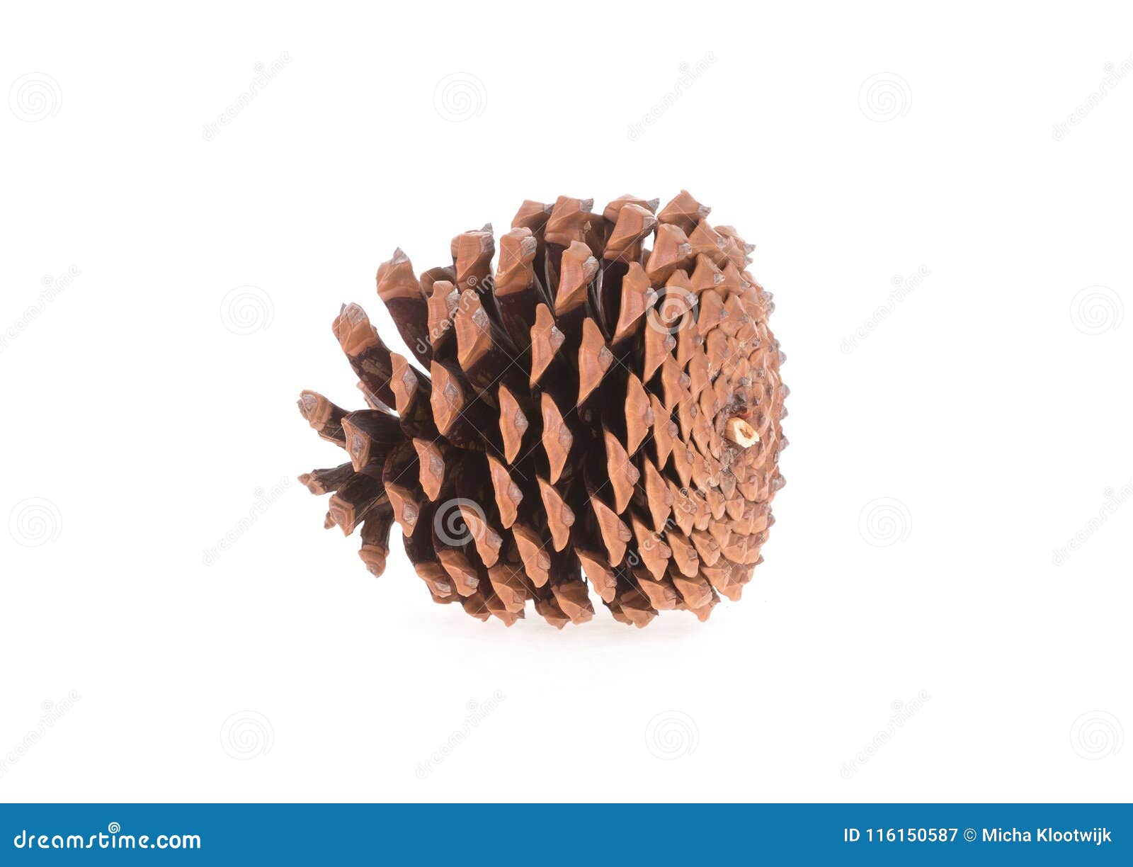 Single pine cone isolated stock image. Image of three - 116150587