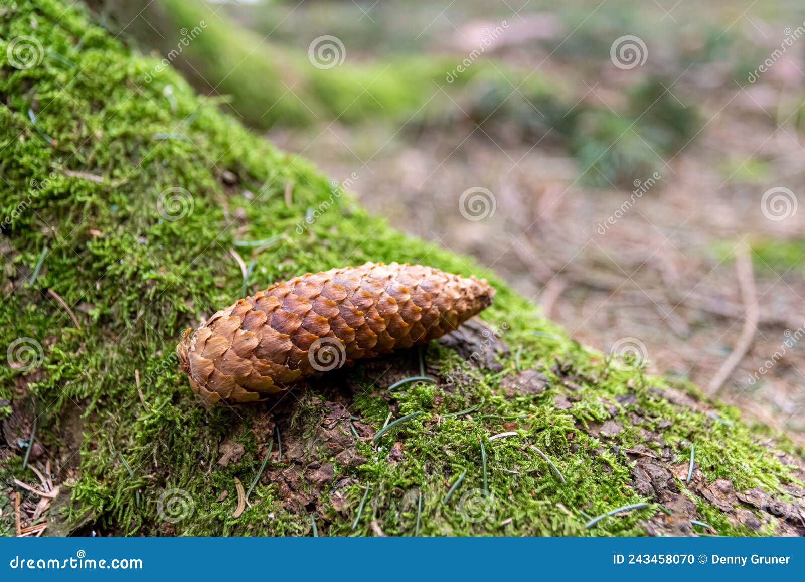 Pine Cone on Moss in the Forest Stock Photo - Image of decorative ...