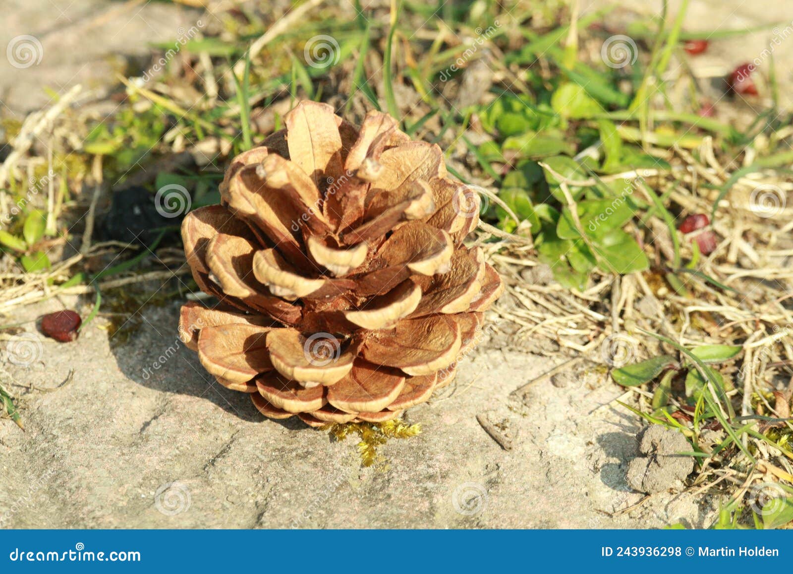 Single pine cone on path stock photo. Image of climate - 243936298