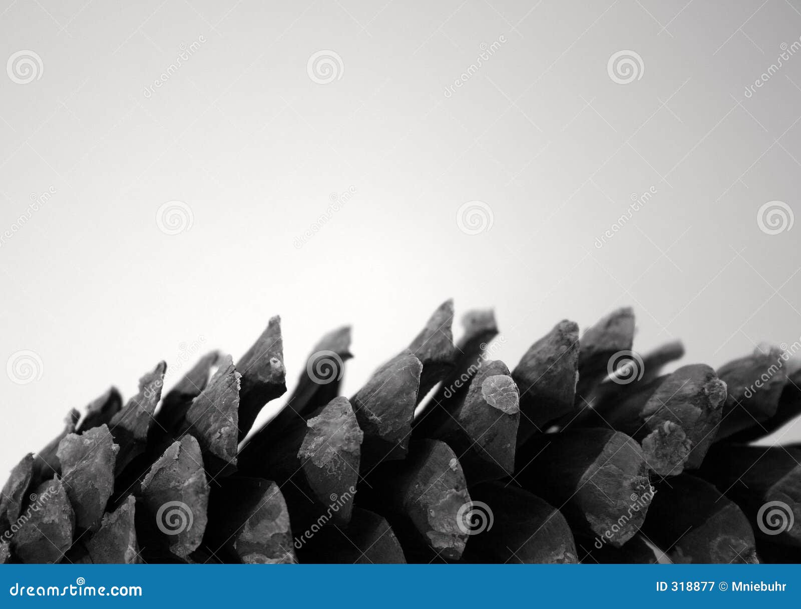 Single Pine Cone Profile Isolated Grey Background Stock Image - Image ...