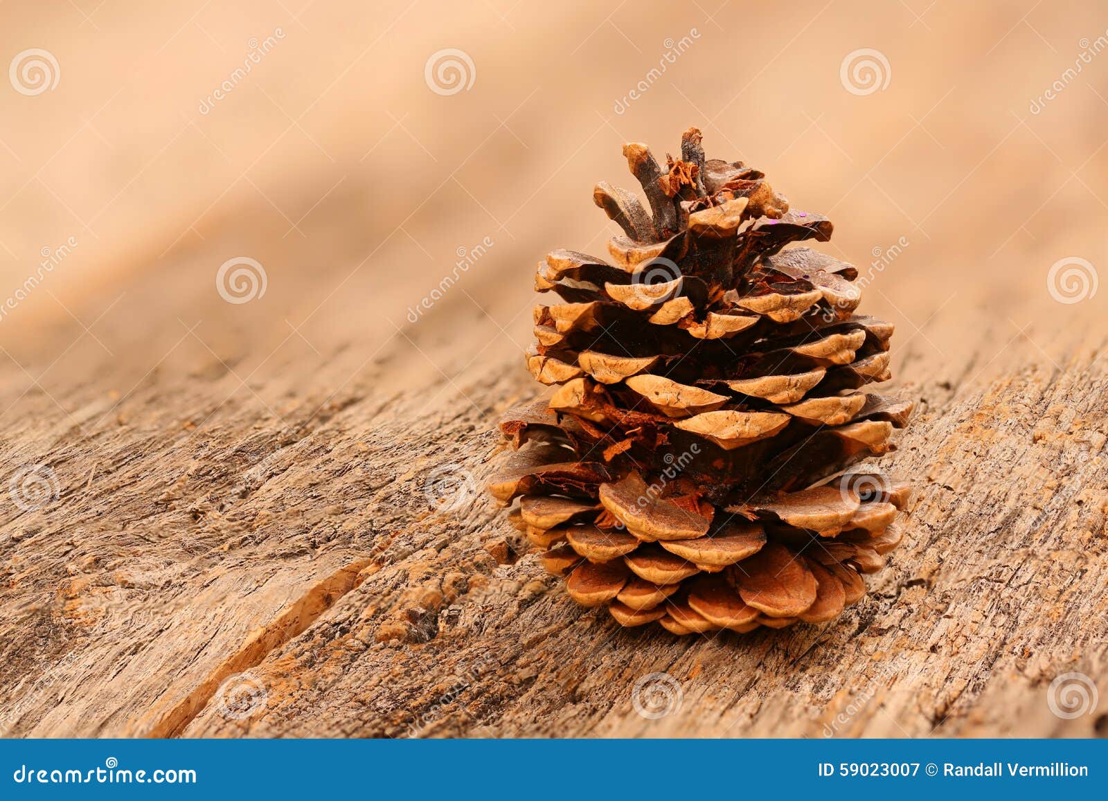 Single pine cone stock image. Image of plant, ground - 59023007