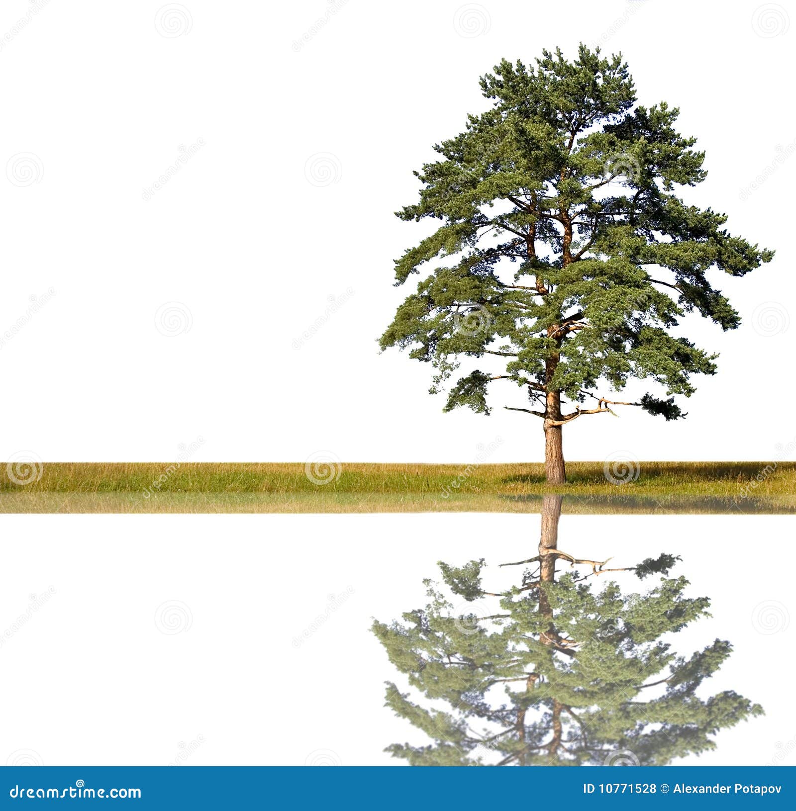 Single Pine Tree, Ukraine, Crimea Stock Photo | CartoonDealer.com #14287296